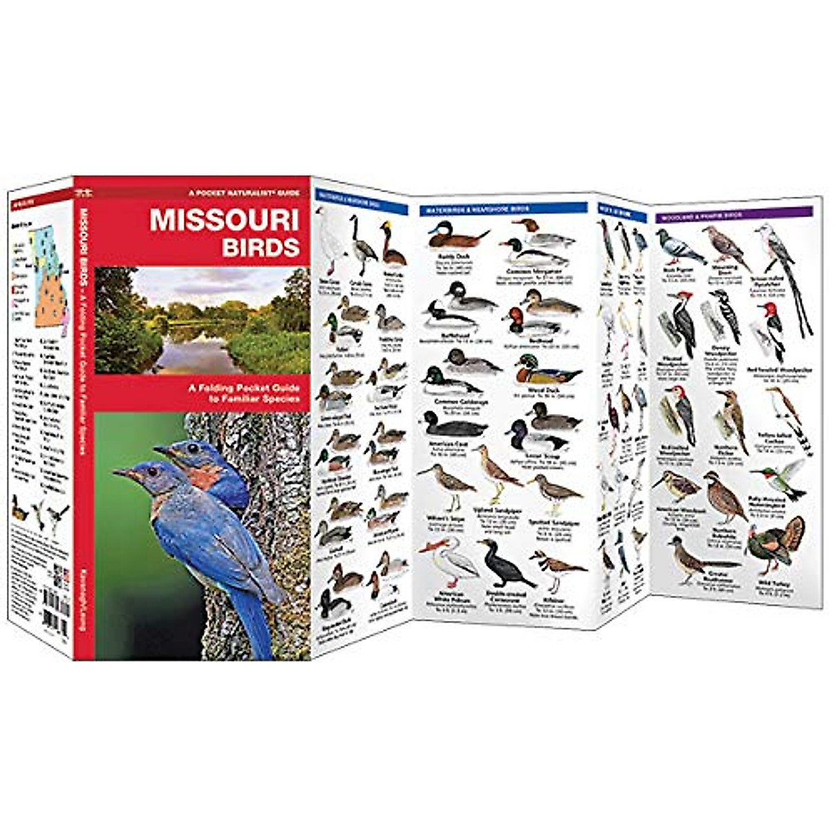 Missouri Birds: A Folding Pocket Guide to Familiar Species (Nature Observation North America)