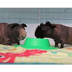 STAYbowl Tip-Proof Ergonomic Pet Bowl for Guinea Pig and Other Small Pets, 1/4-Cup Small Size, Spring Green