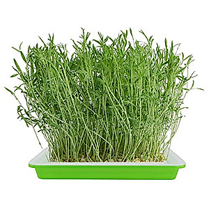 EBaokuup 10Pcs Seed Sprouter Tray with Drain Holes - BPA Free Seed Garden Plant Germination Propagation Trays, Soil-Free Wheatgrass Tray Sprouter Microgreens Growing Kit with Germinating Paper
