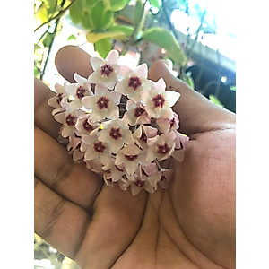 Tricolor Hoya Krimson Queen, Hoya Carnosa Variegata Tricolor Hoya Ships from CA (4" Pot)