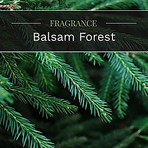 Candle-Lite Everyday Scented Balsam Forest 3-Wick Jar Candle, 10 oz, Green