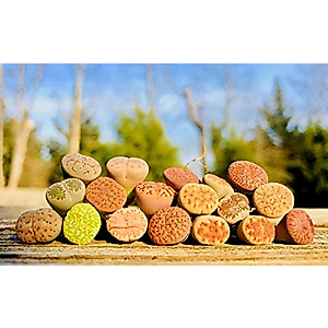 Pack of 10 Live Small Exotic Lithops Plant One Year Old Seedlings Perfect for Lithops Starter Great Terrarium Addition (Pack of 10 Seedlings)