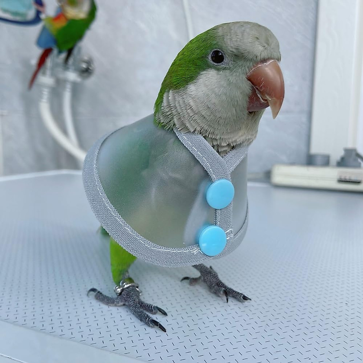 Adjustable Parrot Cone Collar, Safe and Practical Cotton Collar to Prevent Bites and Licking Wounds, to Help heal (M)