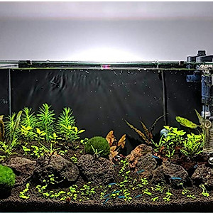 Planterest - Dwarf Water Lily Loose Nymphaea Rubra Bulb Live Aquarium Plant Decorations BUY2GET1FREE