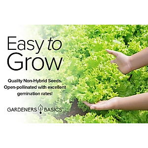 8 Leafy Garden Greens Seeds for Planting Individual Packets - Arugula, Collards, Spinach, Swiss Chard, Kale, Lettuce, Leafy and Butter Lettuce Seeds for Your Heirloom Salad Garden by Gardeners Basics