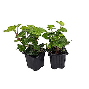 Irish Ivy - Hedera English Ivy - 2 Pack 3" Pots - Easy to Grow, Indoors