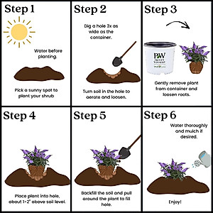 2 Gal. Pugster Ameythst Buddleia Shrub