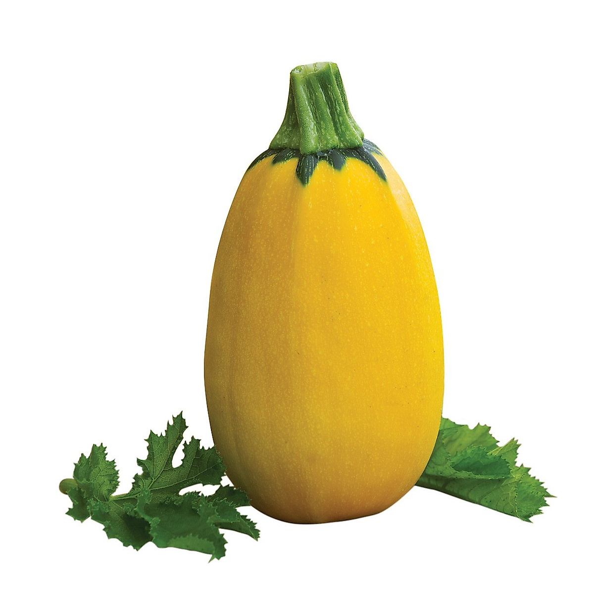 Burpee Golden Egg Summer Squash Seeds 25 seeds