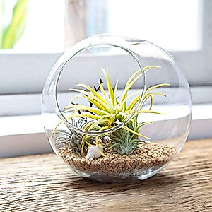 Mkono Plant Terrarium Display Glass Tabletop Succulent Air Plant Planter Globe Microlandschaft House, M