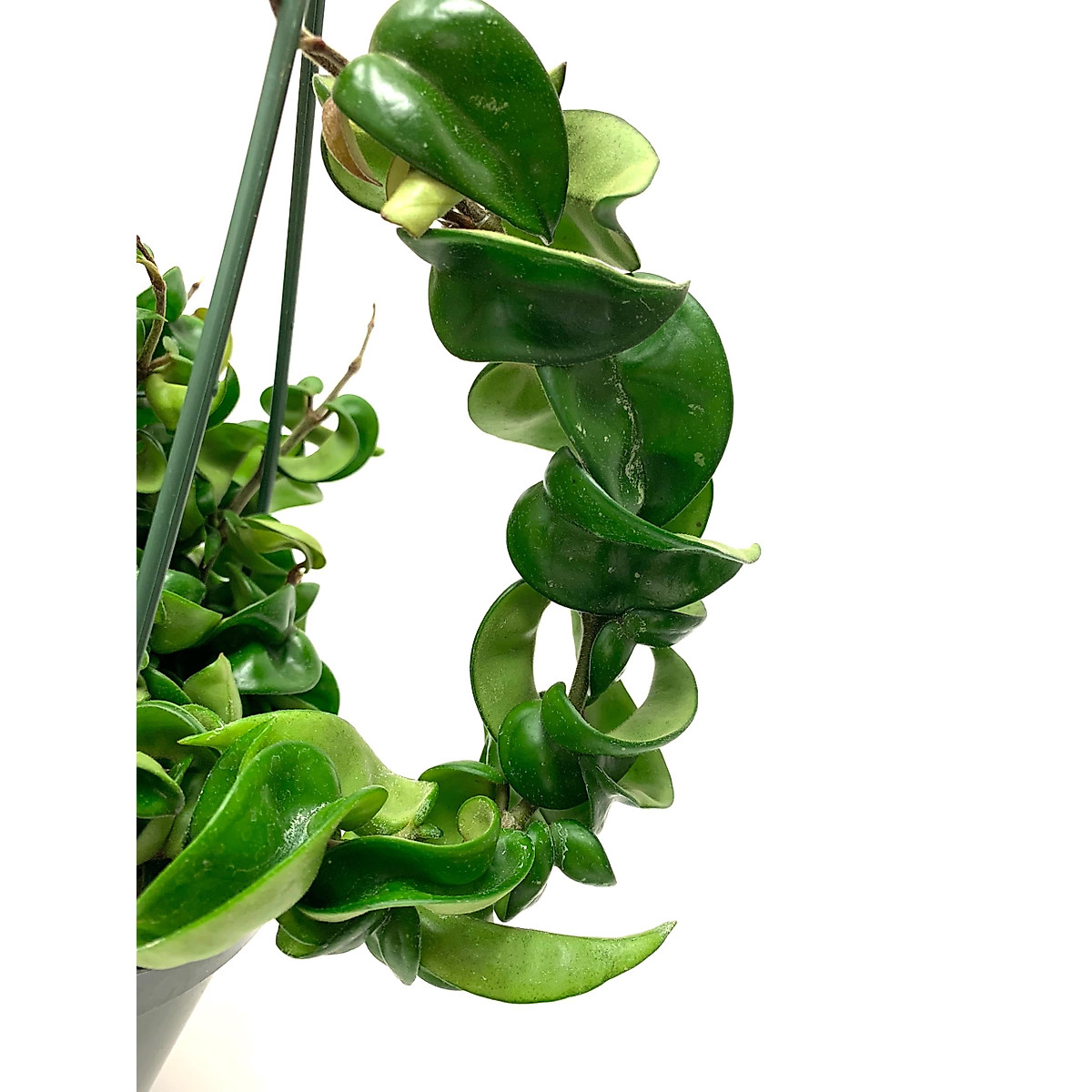 Hoya Compacta aka Hoya Hindu Rope Available in 2", 4", and 6" Pot Live Hoya Plant Air-Purifying Plant (Hoya Compacta, 4" Pot with 2 Plants)