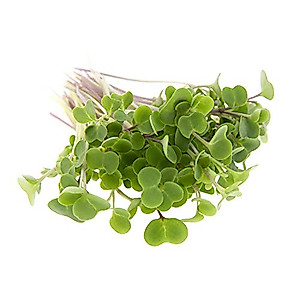 Kale Trio Sprouting & Microgreen Mix | Contains Blue Curled Scotch, Premier & Red Russian Kale Seeds | Heirloom Non-GMO Seeds | Bulk 1 LB Resealable Bag | Rainbow Heirloom Seed Co.