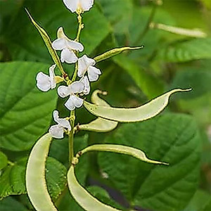 QAUZUY GARDEN 10 White Hyacinth Bean - Lablab Purpureus Seeds | Organic Non-GMO Heirloom Vegetable Seeds & Fresh Garden Seeds | High Yield Edible Ornamental Vining Plant