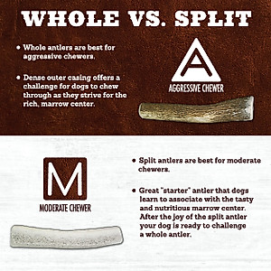 Prairie Dog Antlers | North American Whole Elk Antler | LARGE | Naturally Shed | Hand Harvested | Nutrient Rich | 8-9.5 inches long