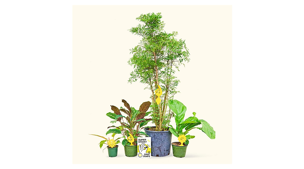Super Sticky Gnat Traps 12PK for Plant Pest Control