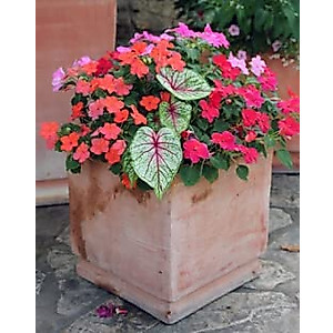 Pink Cloud Caladium - Bare Root - Zone 9-11