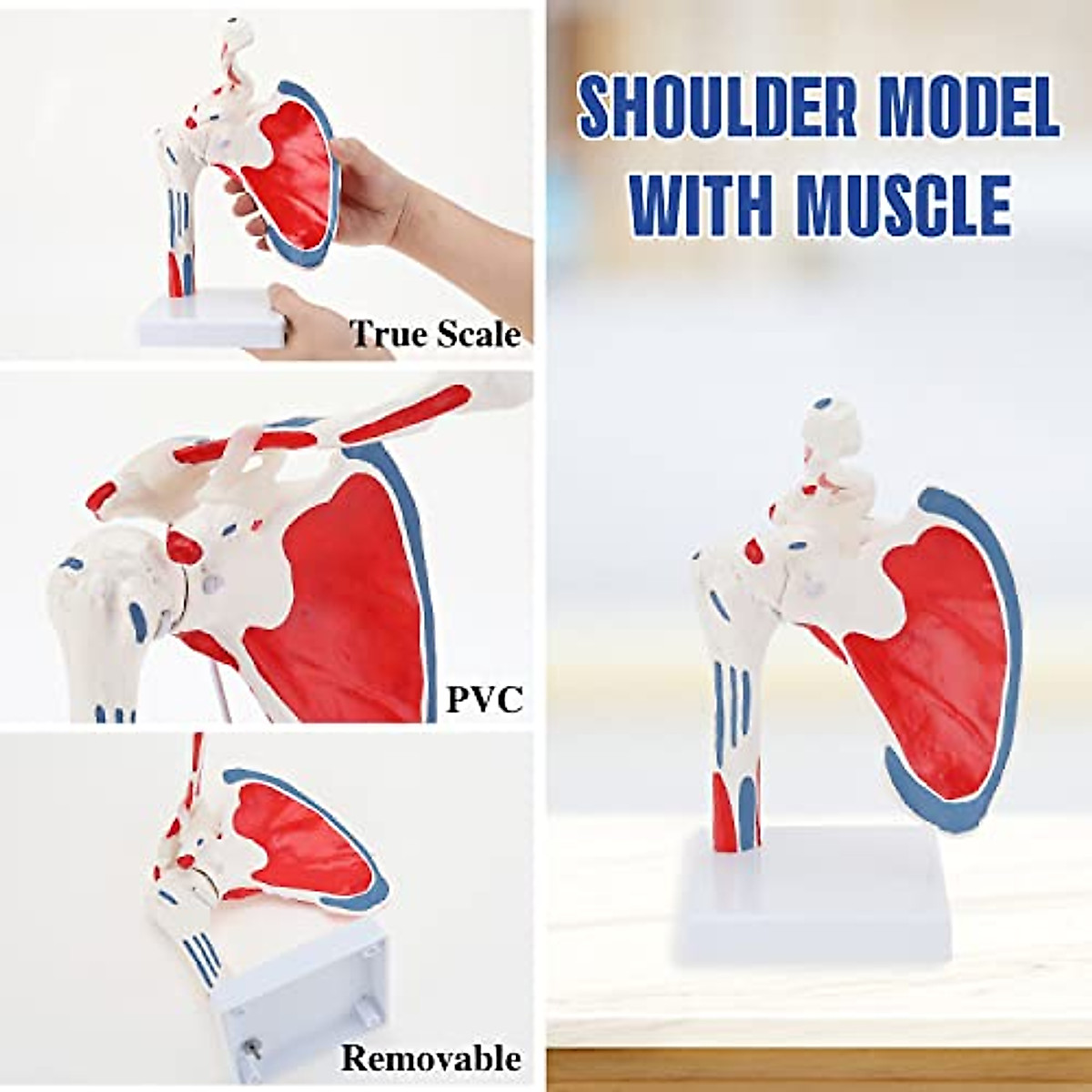 HINGONS Shoulder Joint Model with Muscle, Life Size Human Anatomical Shoulder Ligament Model for Patient Science Education and Anatomy Research (Includes a Base)