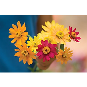 Burpee Pinwheel Mix Zinnia Seeds 150 seeds