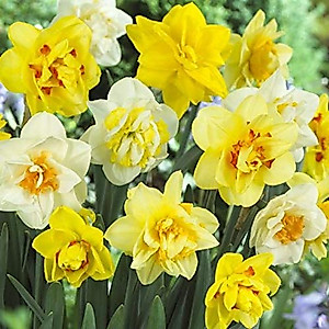 Daffodil, Narcissus Double Mix, (25 Bulbs) Top Size 14/16 cm. Shipping Now !