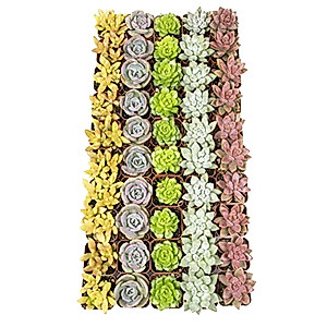 Altman Plants, Live Succulents Plants (50 Pack), Nursery Pots Variety Pack, Bulk Succulents Plants Live Plants Indoor Plants Live House Plants Indoors Live Indoor Plants Live Houseplants Live Indoor