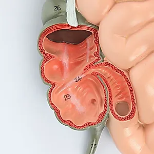 Axis Scientific Human Digestive System Model | Half Life-Size Digestive System Displays Opened Organs | Includes GI-Tract and Colon | Includes Product Manual