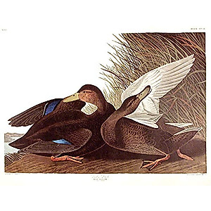 Dusky Duck. From"The Birds of America" (Amsterdam Edition)