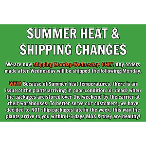 Greenwood Nursery: Live Shrub Plants - 'Black Knight' Butterfly Bush + Buddleja/Buddleia Davidii - [Qty: 2X Pint Pots] - (Click for Other Available Plants/Quantities)