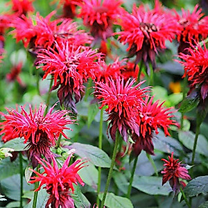Outsidepride Red Monarda Didyma Bee Balm Flowers for Butterflies, Hummingbirds, & Pollinators - 250 Seeds