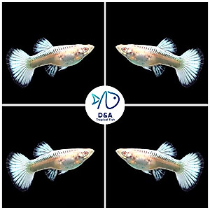 D&A Tropical Live Fish - ABINO Platinum Guppy Live Fish, Female and Male Guppies Live Fish for Aquariums, Live Fish Freshwater (1 Trio (1 Male,2 Female))