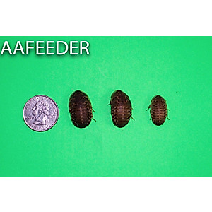 50 Large Dubia Roaches in Cup