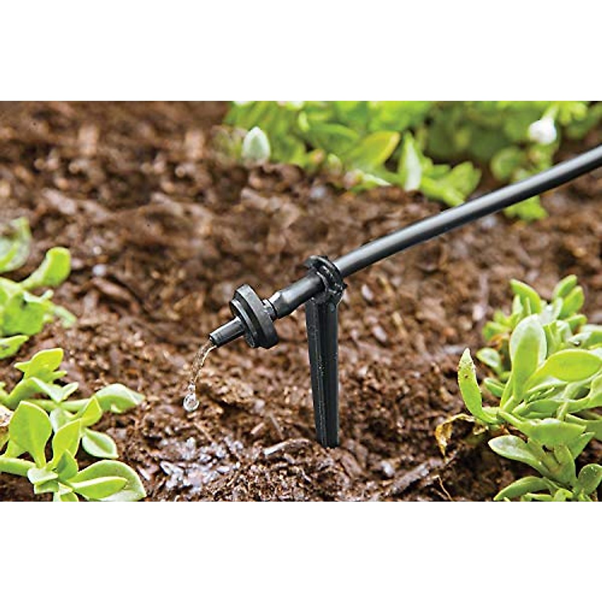 Raindrip R560DP Automatic Drip Irrigation Watering Kit with Timer for Containers and Hanging Baskets, Waters up to 20 Plants, Includes Timer with Customizable Settings and 20 PC Drippers,Black