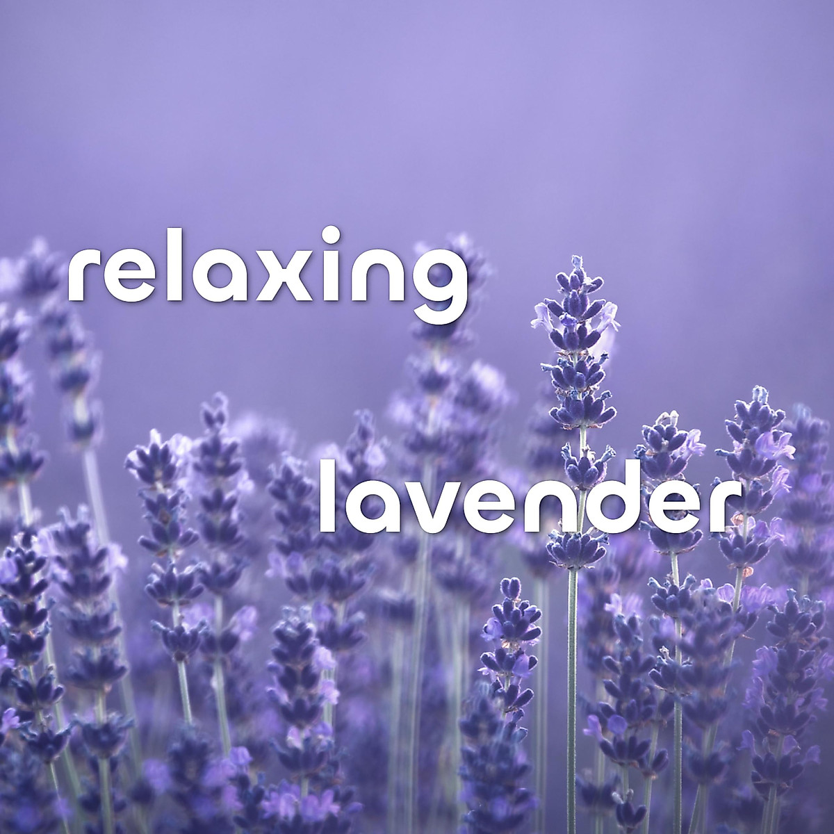 Seaweed Bath Co. Hydrate Body Wash, Lavender Scent, 12 Ounce, Shower Gel for Men & Women, Vegan, Paraben Free, Sulfate Free, Cruelty Free