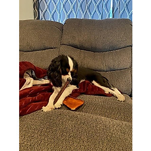 Bark & Harvest Pet Provisions From The Farm Beef Collagen Beauty Stix Dog Treat | All Natural & Long Lasting | Bully Stick & Rawhide Alternative | Support Healthy Joints, Skin & Coat | 6" Pack of 3