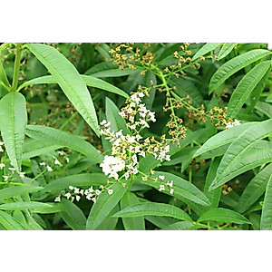 200-Lemon Verbena Seeds for Planting - (Aloysia Wrightii) -