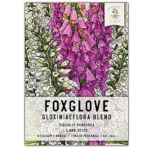 Seed Needs, Mixed Gloxiniaeflora Foxglove Seeds - 5,000 Seeds for Planting Digitalis purpurea - Open Pollinated, Attracts Pollinators & Hummingbirds (1 Pack)