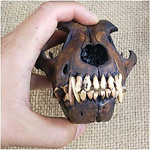 LUCKFY Real Wolf Skull Genuine Taxidermy Animal Bones Animal Skull Model for Bar Home Decoration Art Collection Veterinary Teaching Tool