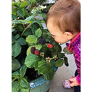 Espoma Organic Berry-Tone 4-3-4 Natural & Organic Fertilizer and Plant Food for All Berries. 4 lb. Bag. Use for Planting & Feeding to Promote Bountiful Harvest - Pack of 2