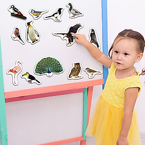 25 Fridge Magnets for Toddlers - Birds Photo Kids Magnets for Fridge - Toddler Magnets for Refrigerator - Magnetic Animals - Fridge Magnets for Kids - Animal Magnets - Toddler Fridge Magnets