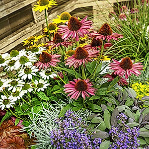 Outsidepride Perennial Echinacea Purple Coneflower Wild Flowers Great for Cutting - 1000 Seeds