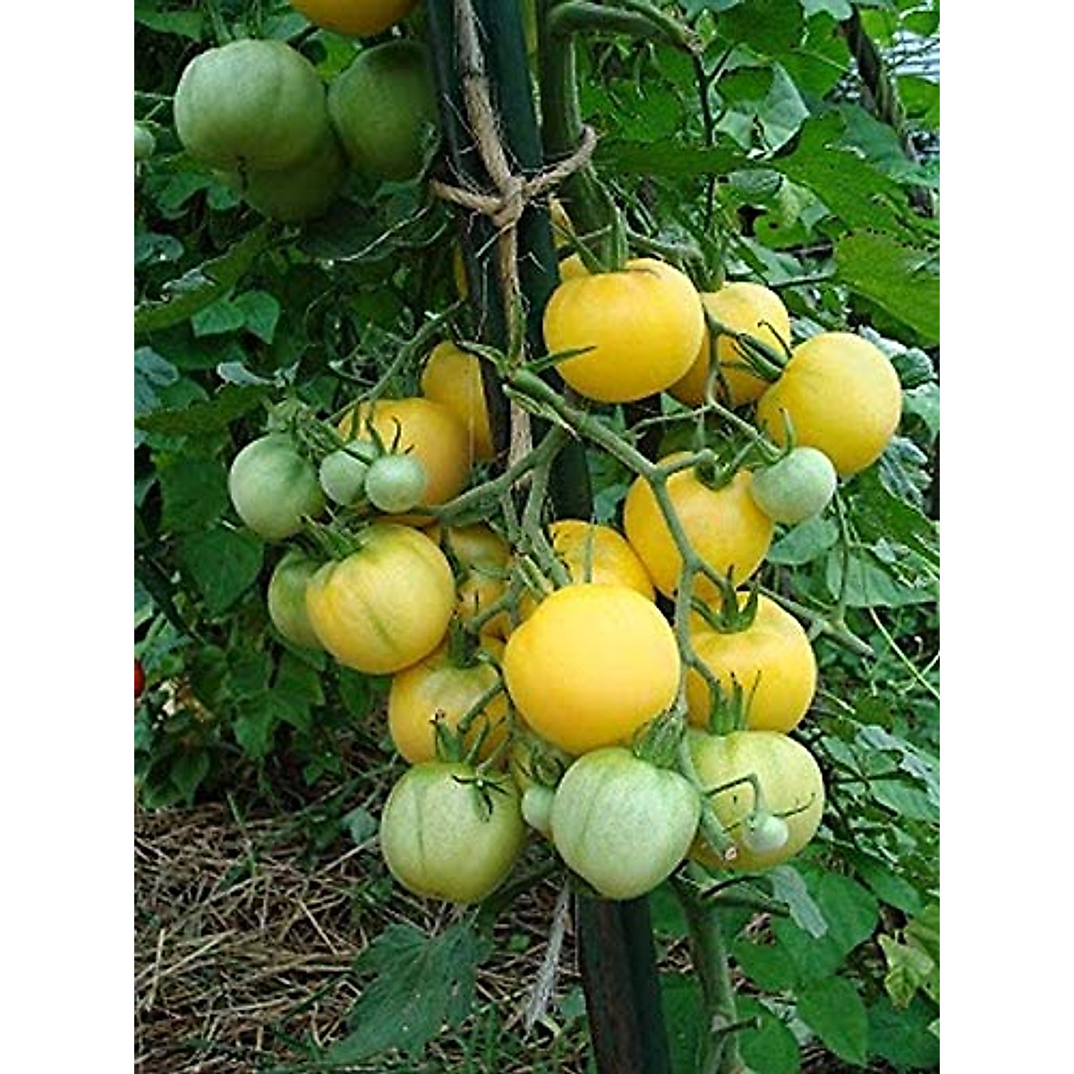 25 Seeds Garden Peach Tomato - Juicy & Tasty!!! Great Tomato..