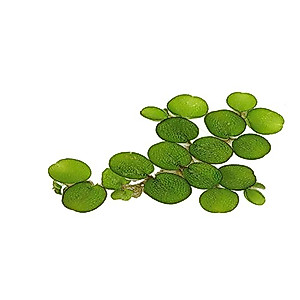 24 Water Spangles (Salvinia Minima), Live Aquarium/Aquatic/Floating/ Pond/Beginner Plant by G&Z