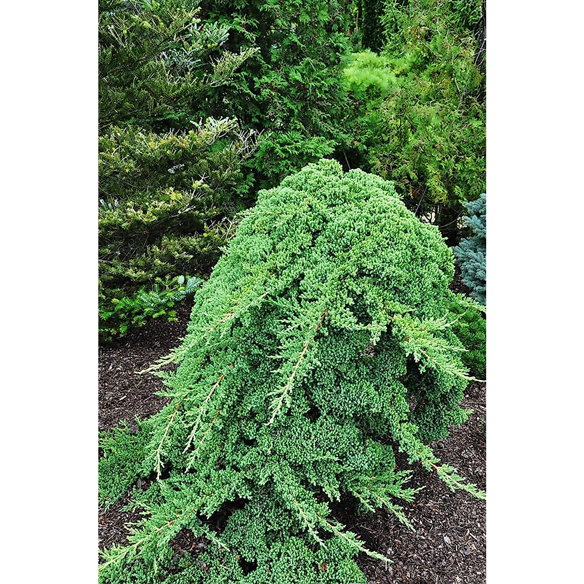 Dwarf Japanese Garden Juniper | 1 Live 4 Inch Pot | Juniperus Procumbens Nana | Drought Tolerant Evergreen Groundcover | Great Plants for Bonsai