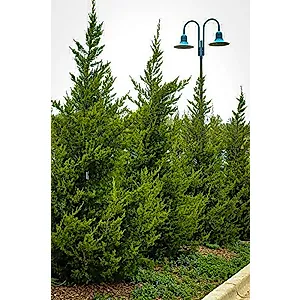 Hetzi Juniper | 3 Live Gallon Size Trees | Juniperus Chinensis | Drought Tolerant Cold Hardy Evergreen Privacy Screening Plants