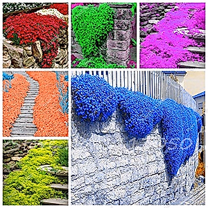 Rainbow Creeping Thyme Planted Blue Rock Cress Plants - Perennial Ground Cover Flower, Natural Growth for Home Garden 200 PC/Bag: 12