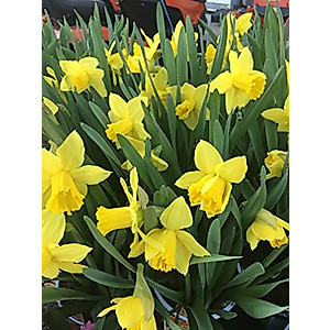 Dutch Master Daffodil 50 Bulbs -Deer & Rodent Resistant - 14/16 cm Bulbs