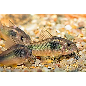 ABF Freshwater Snail Food Mix - Snail,Shrimp,Fish & Crayfish Food (8oz - 1/2 lb.)- ABF1 - Mini SPIRULINA WAFERS & Calcium