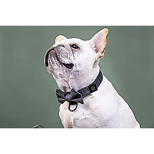 BOW Gentle - Modular Dog Collar