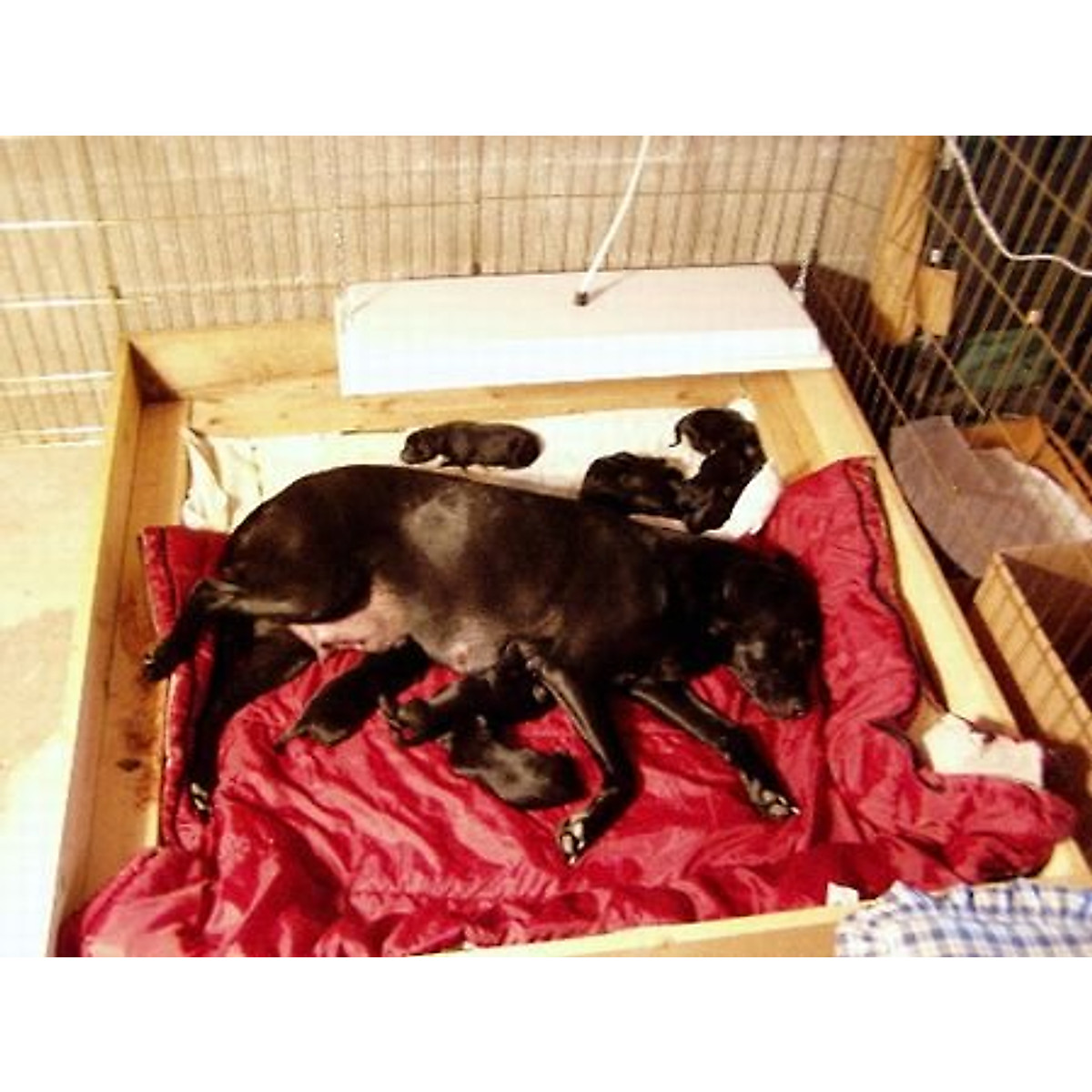 SWEETER HEATER Infrared Heater for Chicks & Pets, Overhead 11x30, 100 Watt