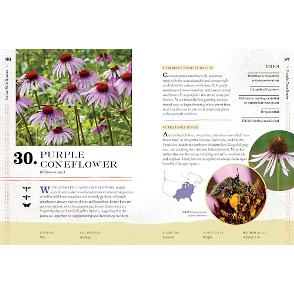 100 Plants to Feed the Bees: Provide a Healthy Habitat to Help Pollinators Thrive