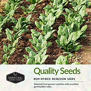 Survival Garden Seeds Greens Collection Seed Vault - Non-GMO Heirloom Seeds - Green Leafy Vegetables - Viroflay Spinach, Arugula, Lacinato Kale, Green Salad Bowl Lettuce & Rainbow Swiss Chard