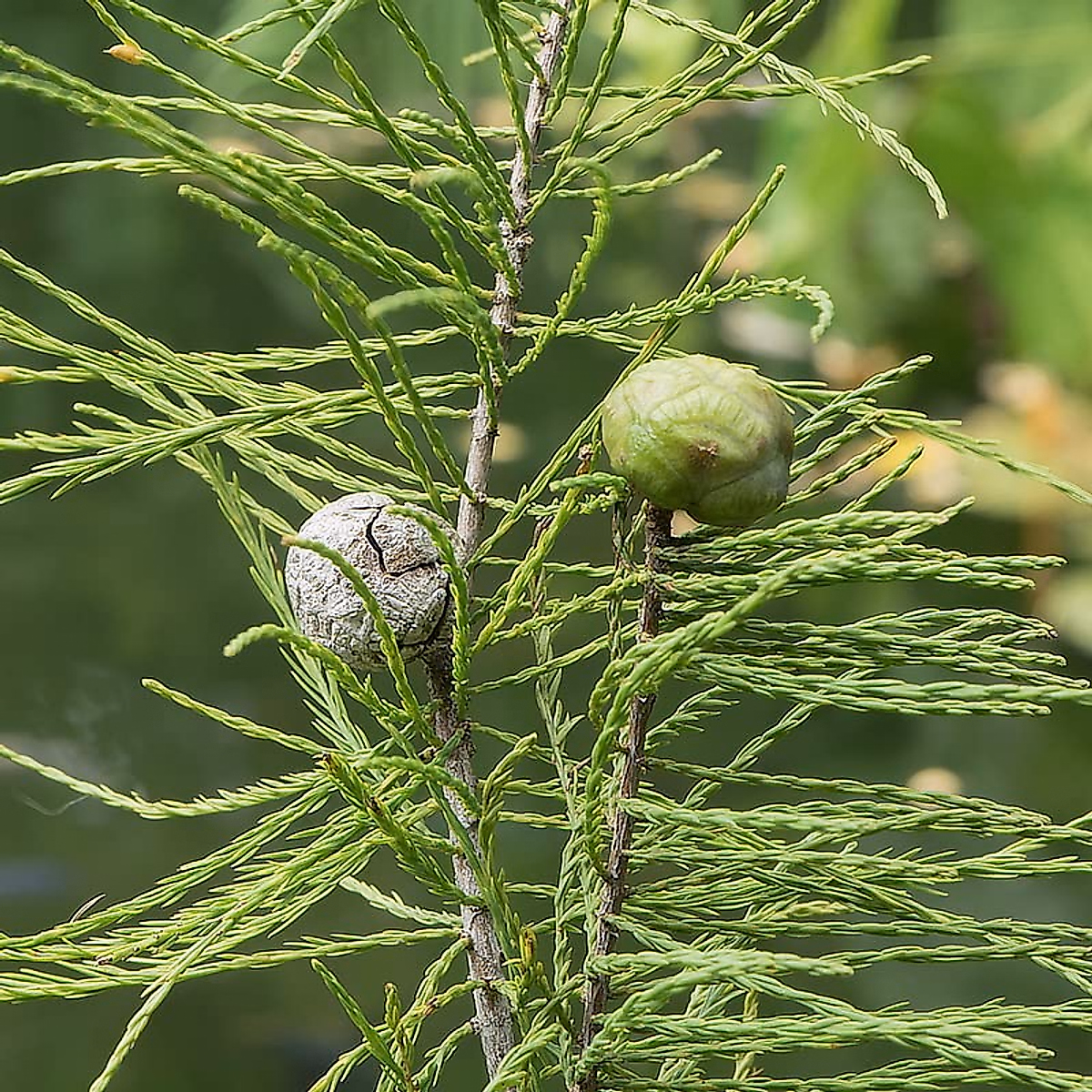 Pond Cypress | 10 Live Trees | Taxodium Ascendens | Wet Tolerant Fast Growing Shade Tree